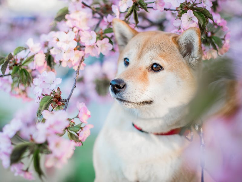 Poids du Shiba Inu : de la naissance à l'âge adulte